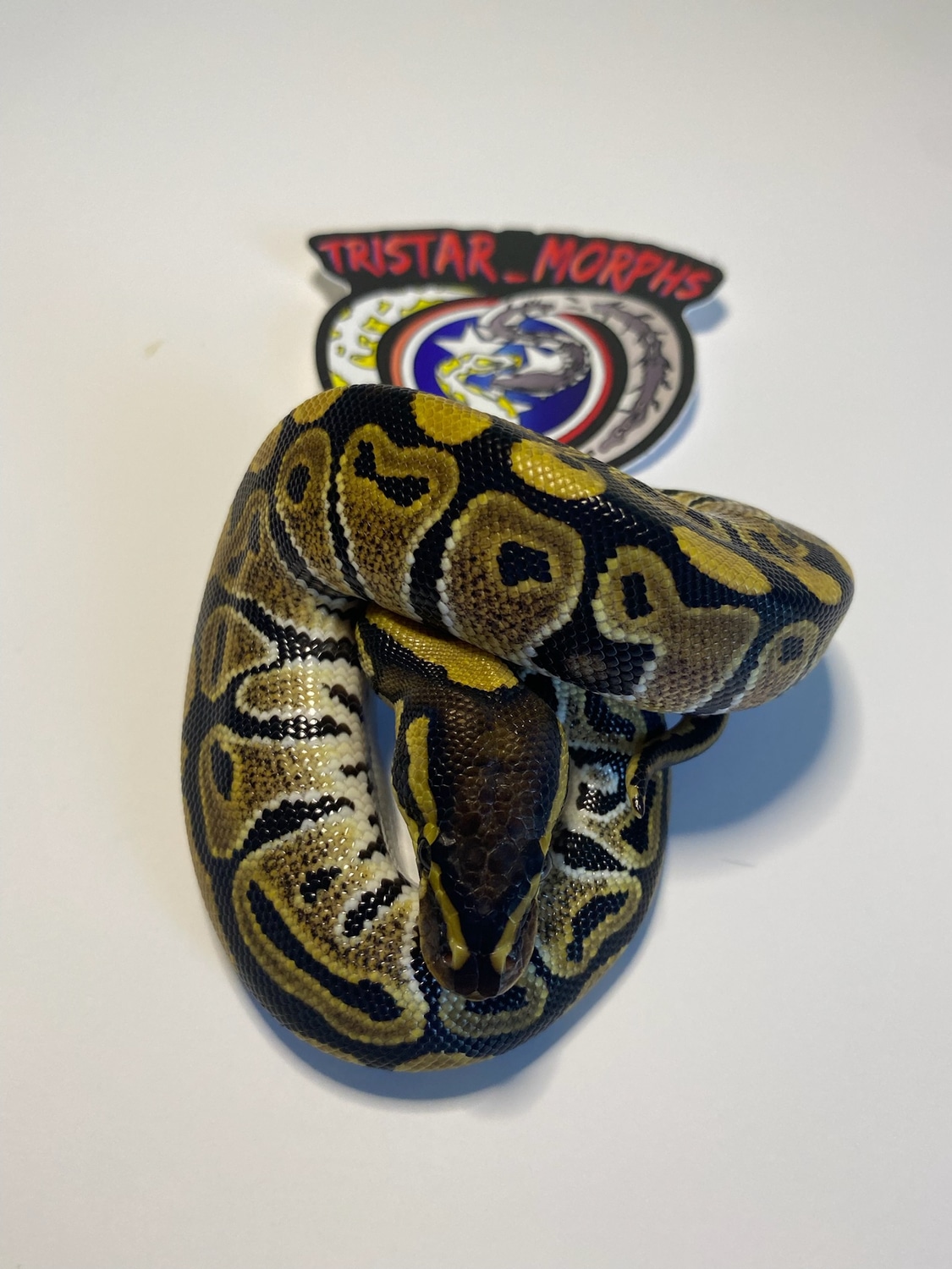 Normal Ball Python by TriStar_Morphs and Rattery - MorphMarket