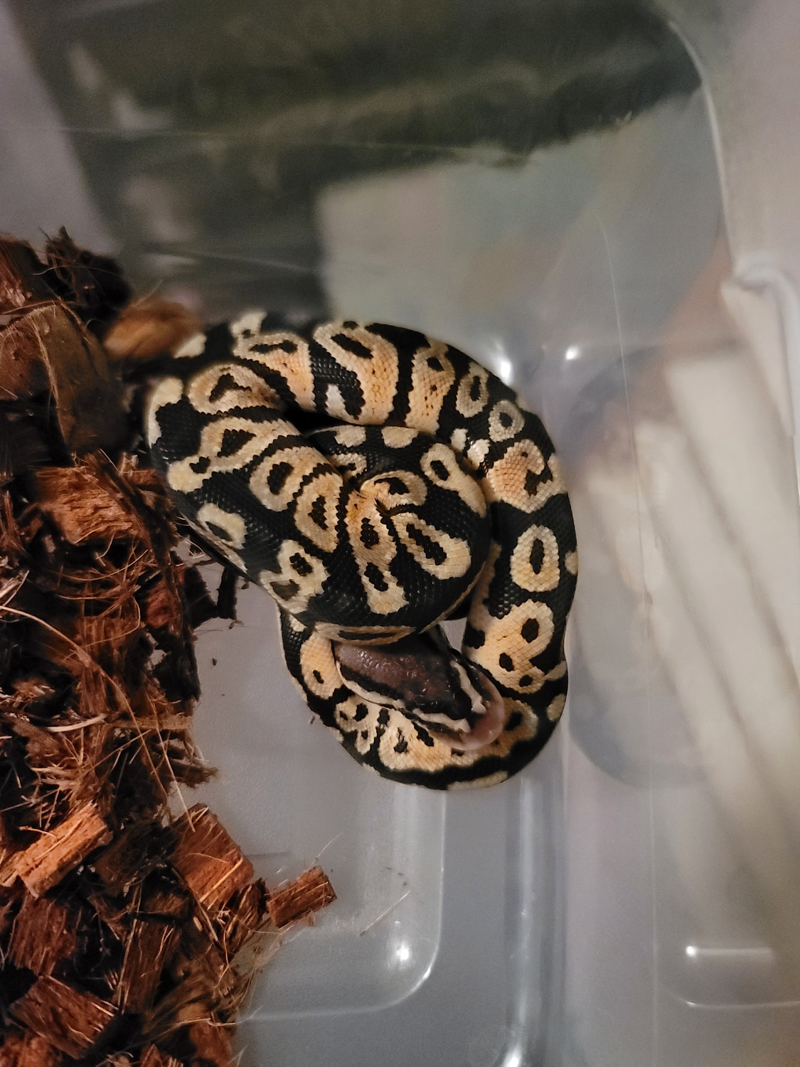 Pastel Pos Fusion Ball Python by TriStar_Morphs and Rattery - MorphMarket