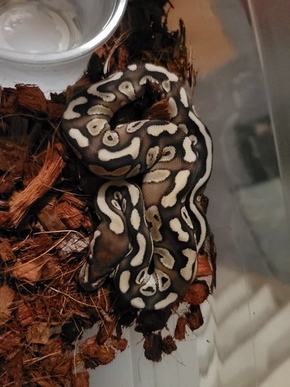 Lesser Fusion Ball Python by TriStar_Morphs and Rattery