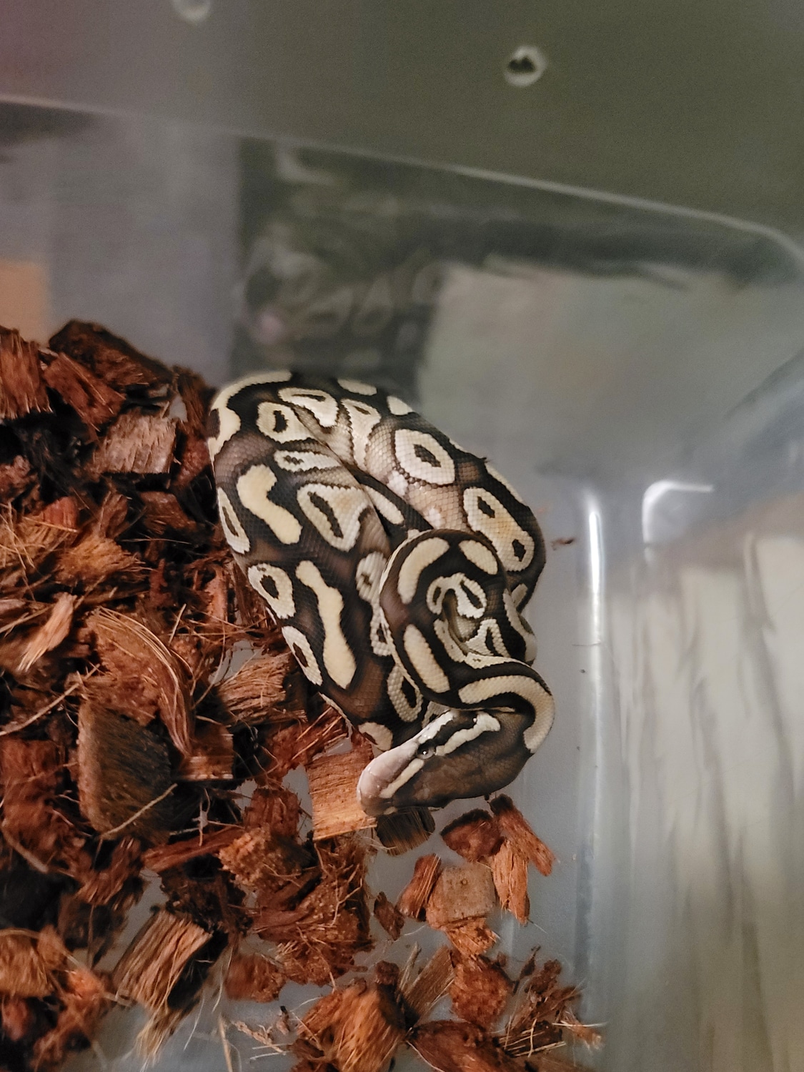 Lesser Fusion Ball Python by TriStar_Morphs and Rattery - MorphMarket