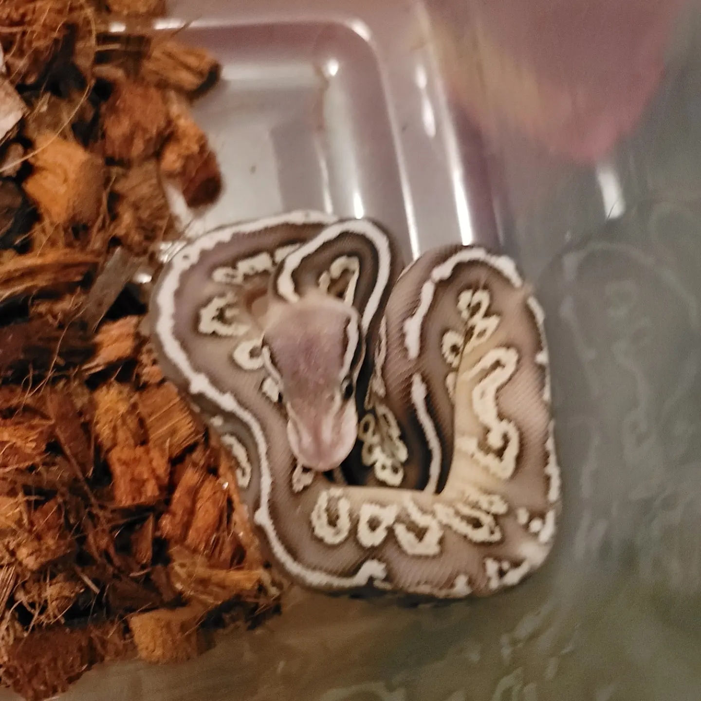 Black Pewter Lesser Fusion Ball Python by TriStar_Morphs and Rattery ...