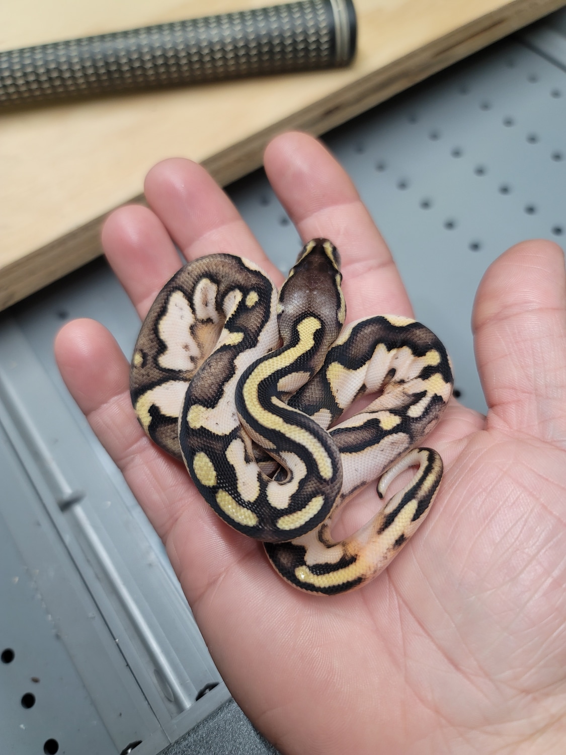 Pastel Calico Yellow Belly Het Pied Ball Python by TriStar_Morphs and ...