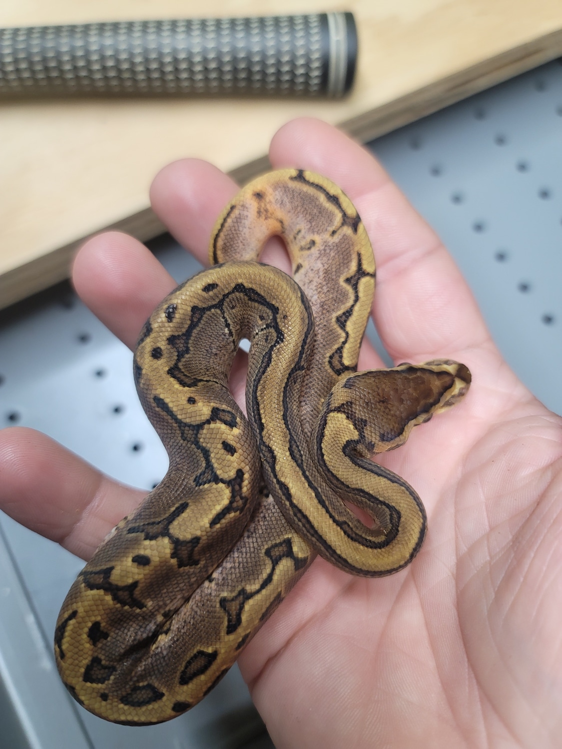 Pinstripe Calico Yellow Belly Het Pied Ball Python by TriStar_Morphs ...