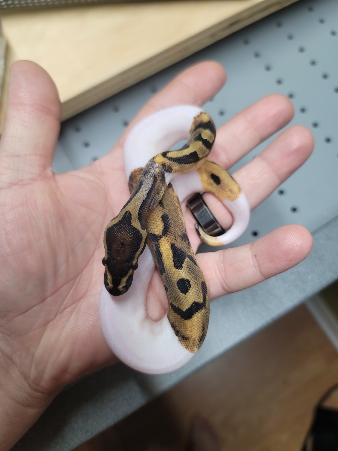 Calico Pied Pos Sandblast Ball Python by TriStar_Morphs and Rattery ...
