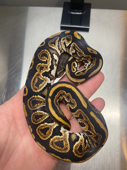 Black Pastel Fusion Ball Python by TriStar_Morphs and Rattery