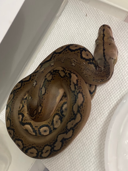 Motley Double Het Albino Pied Reticulated Python by Tristen Daniels