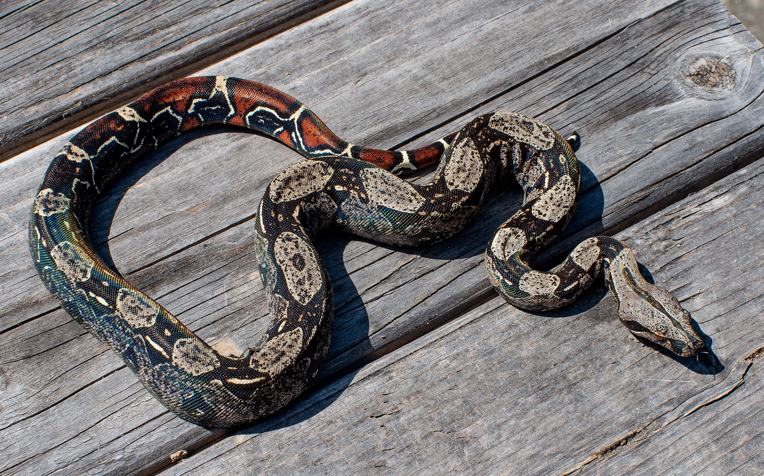 50% Surinam IMG Boa Constrictor by Tristin's Boas - MorphMarket