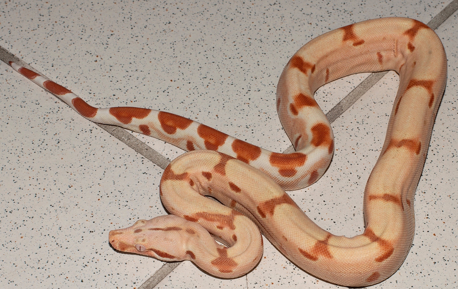 Super Sunglow Coral Albino Boa Constrictor by Tristin's Boas - MorphMarket