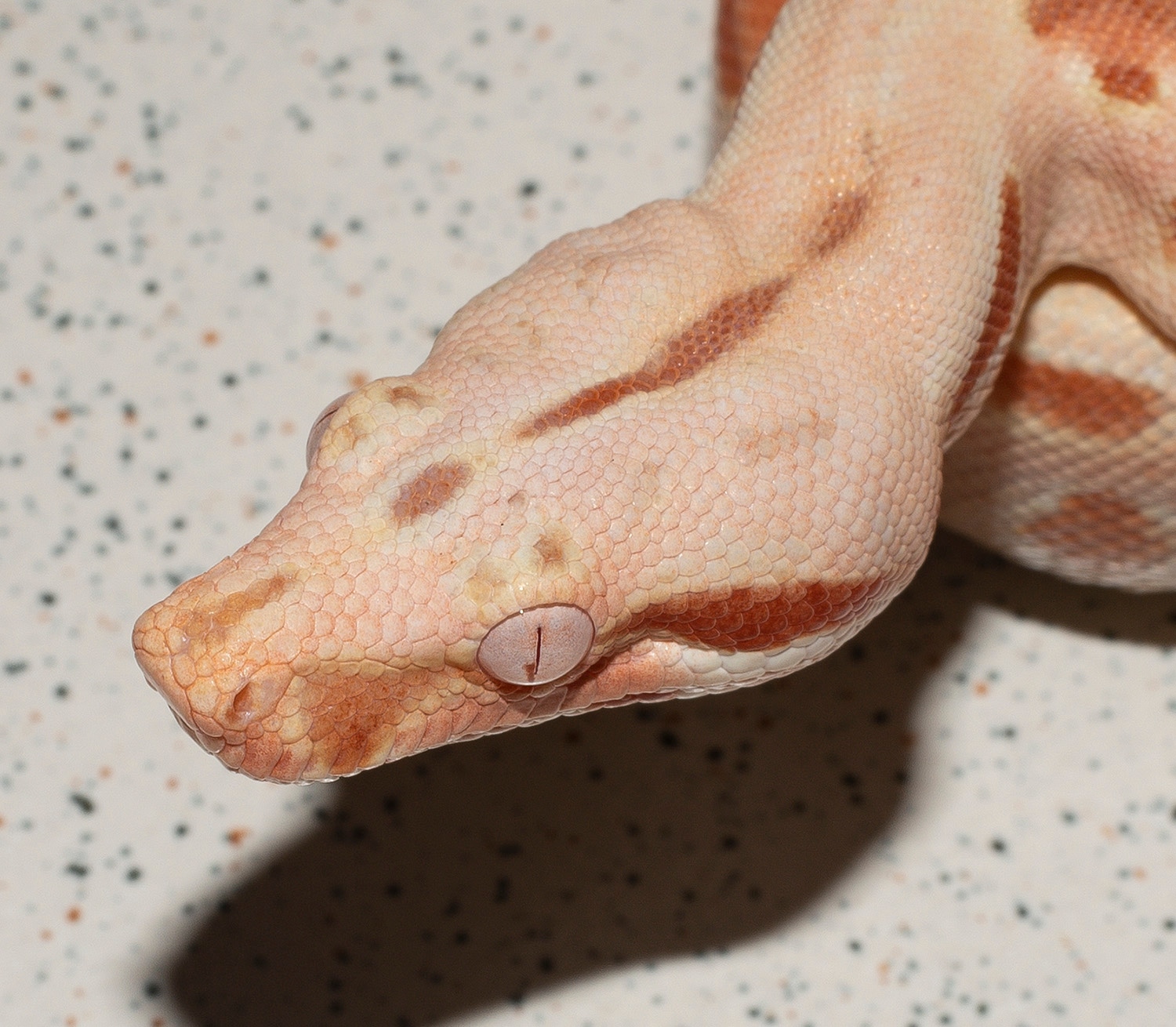 Super Sunglow Coral Albino Boa Constrictor by Tristin's Boas - MorphMarket