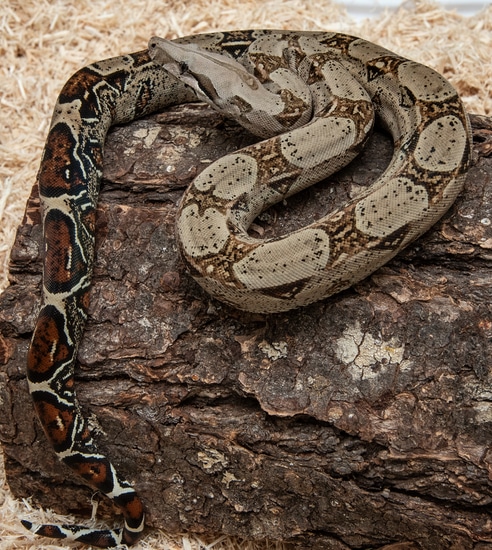 50% Surinam Boa Constrictor by Tristin's Boas