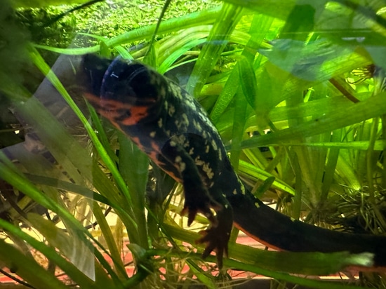 Gold Dust Newt by Triton Newts