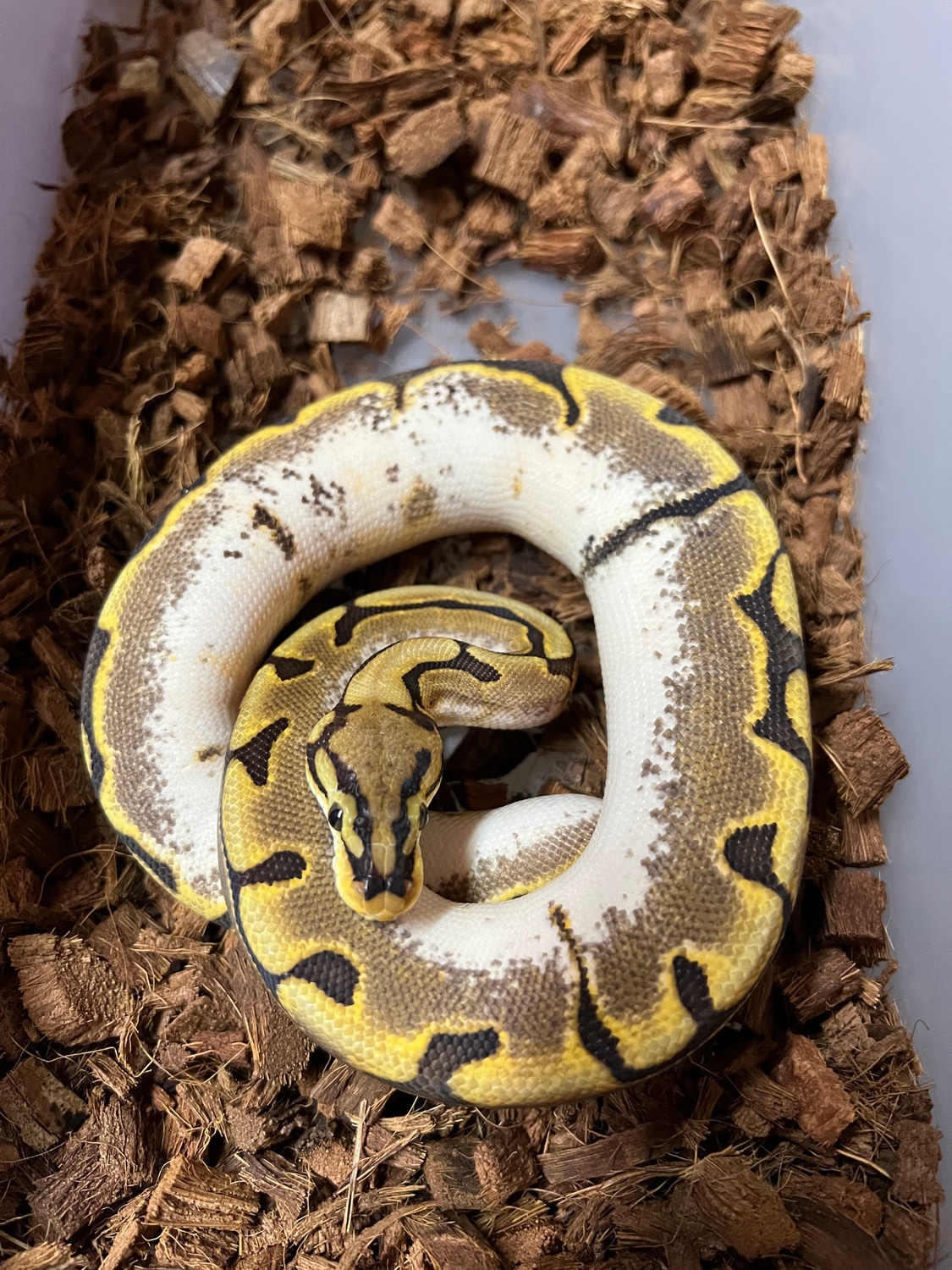 Calico Fire Spider Ball Python by Major League Pythons - MorphMarket