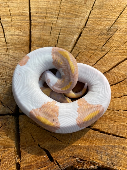 Od Yb/gravel Banana Pied Ball Python by Major League Pythons