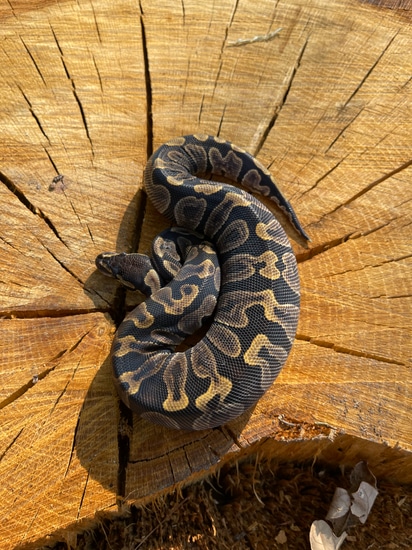 Ghi 66% Het Puzzle Ball Python by Major League Pythons