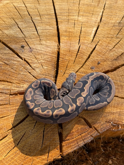 Ghi 66% Het Puzzle 🧩 Ball Python by Major League Pythons
