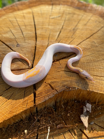 Od Banana Pied Ball Python by Major League Pythons