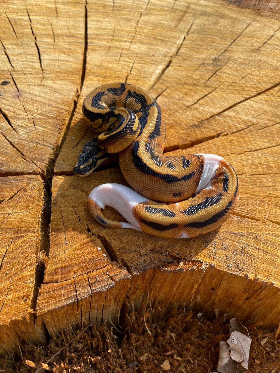 Enchi Leopard Od Pied Ball Python by Major League Pythons - MorphMarket