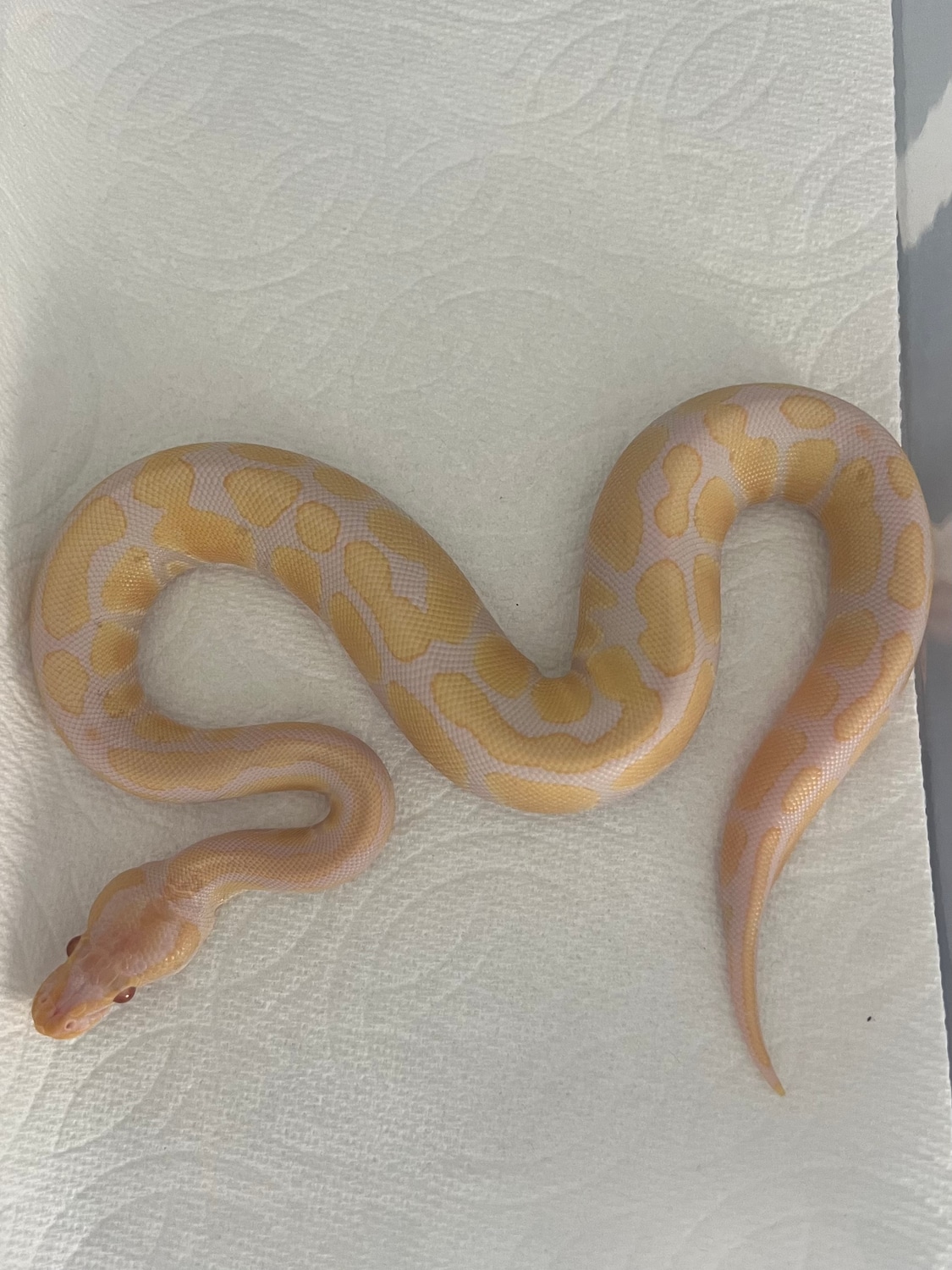 Candino Ball Python by Major League Pythons - MorphMarket