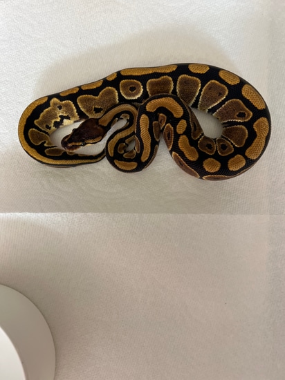 Pos Het Puzzle 🧩🧩 Ball Python by Major League Pythons