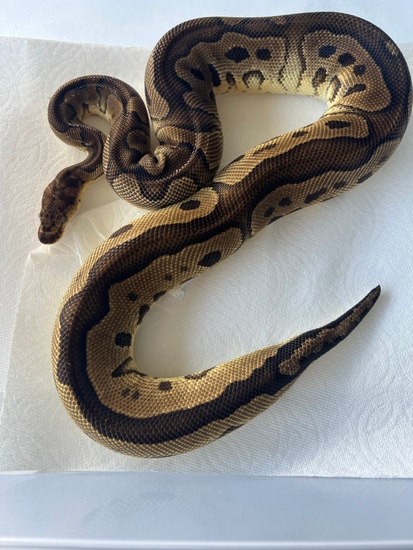 Rtb Clown 100% Het Pied Ball Python by Major League Pythons