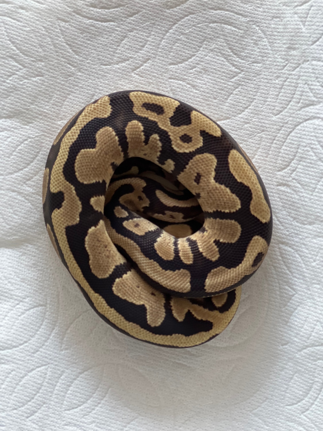 Fire Dbl Het Pied Candy Ball Python by Major League Pythons - MorphMarket