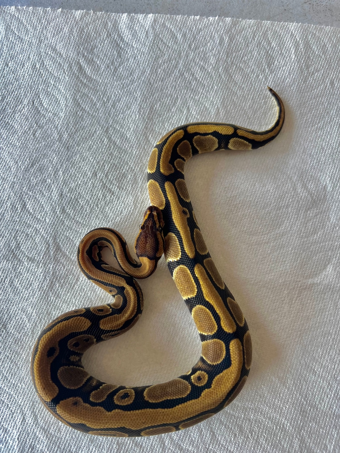 Redstripe Dbl Het Clown Genetic Stripe Ball Python by Major League ...