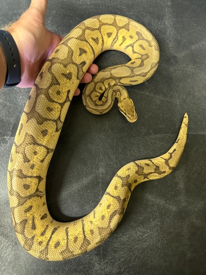 Proven 100% Het Monsoon Mojave Bumblebee Ball Python by Major League Pythons