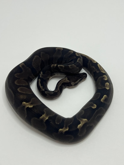 Super Ghi 66% Het Puzzle Ball Python by Major League Pythons