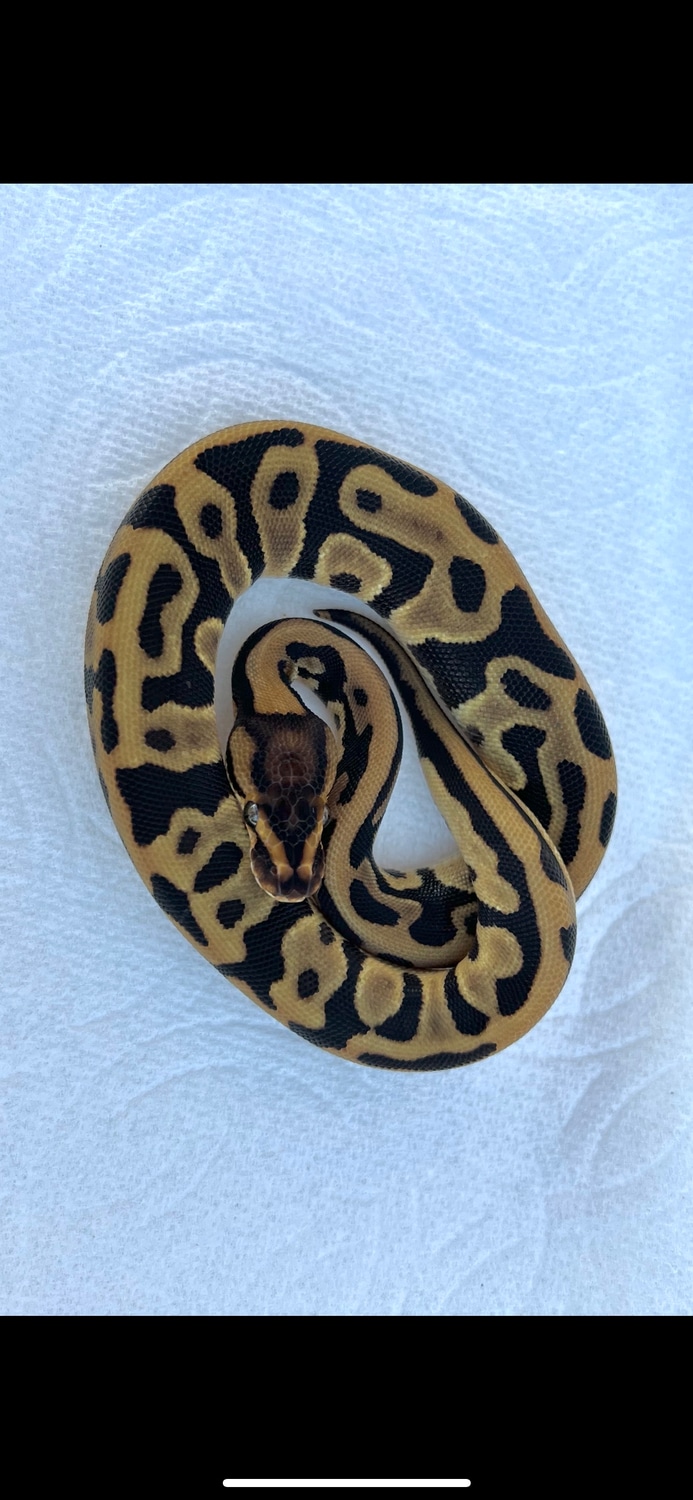 Leopard Red Stripe Dbl Het Clown Genetic Stripe Ball Python by Major ...