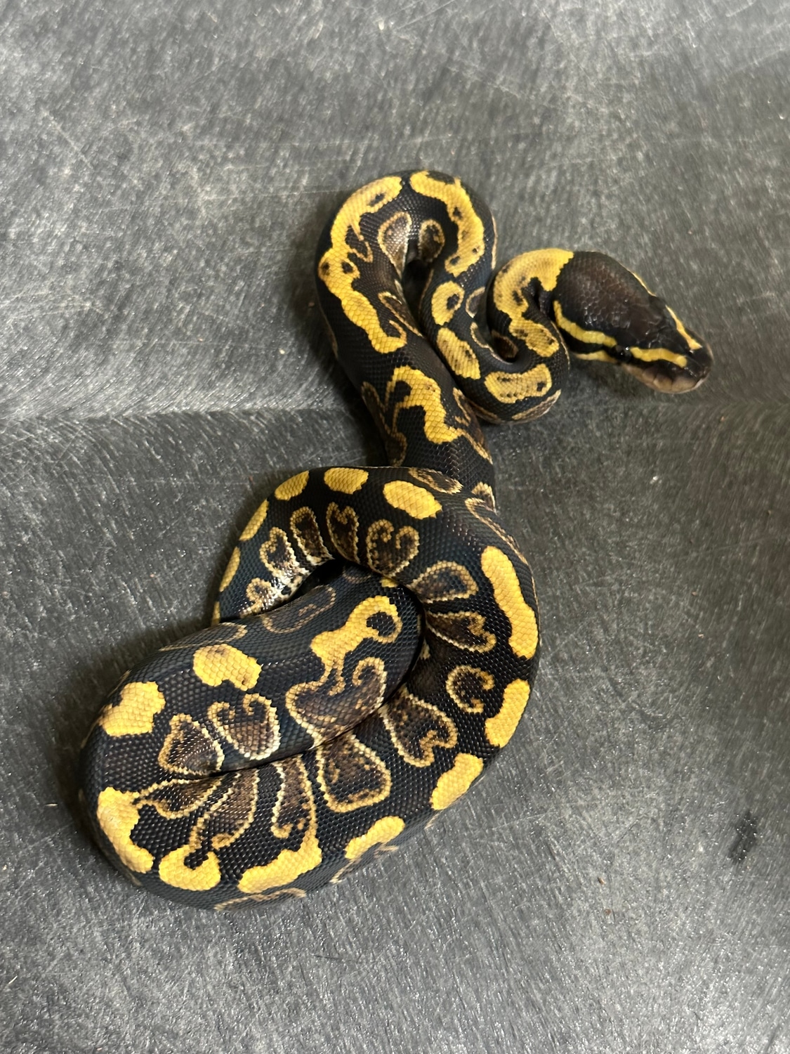 Ghi Chocolate Het Clown Ball Python by Major League Pythons - MorphMarket