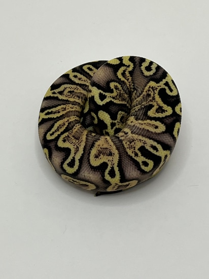 Pastel Yellow Belly GHI GeneX Het Pied 50% Het Clown Ball Python by ...