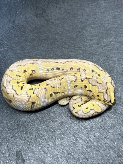 Pastel GHI Chocolate Clown Ball Python by Major League Pythons