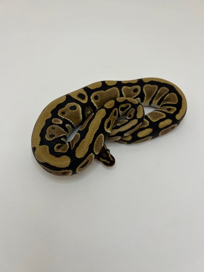 Double Het Clown Genetic Stripe 50% Het Pied Possible New Gene Ball ...