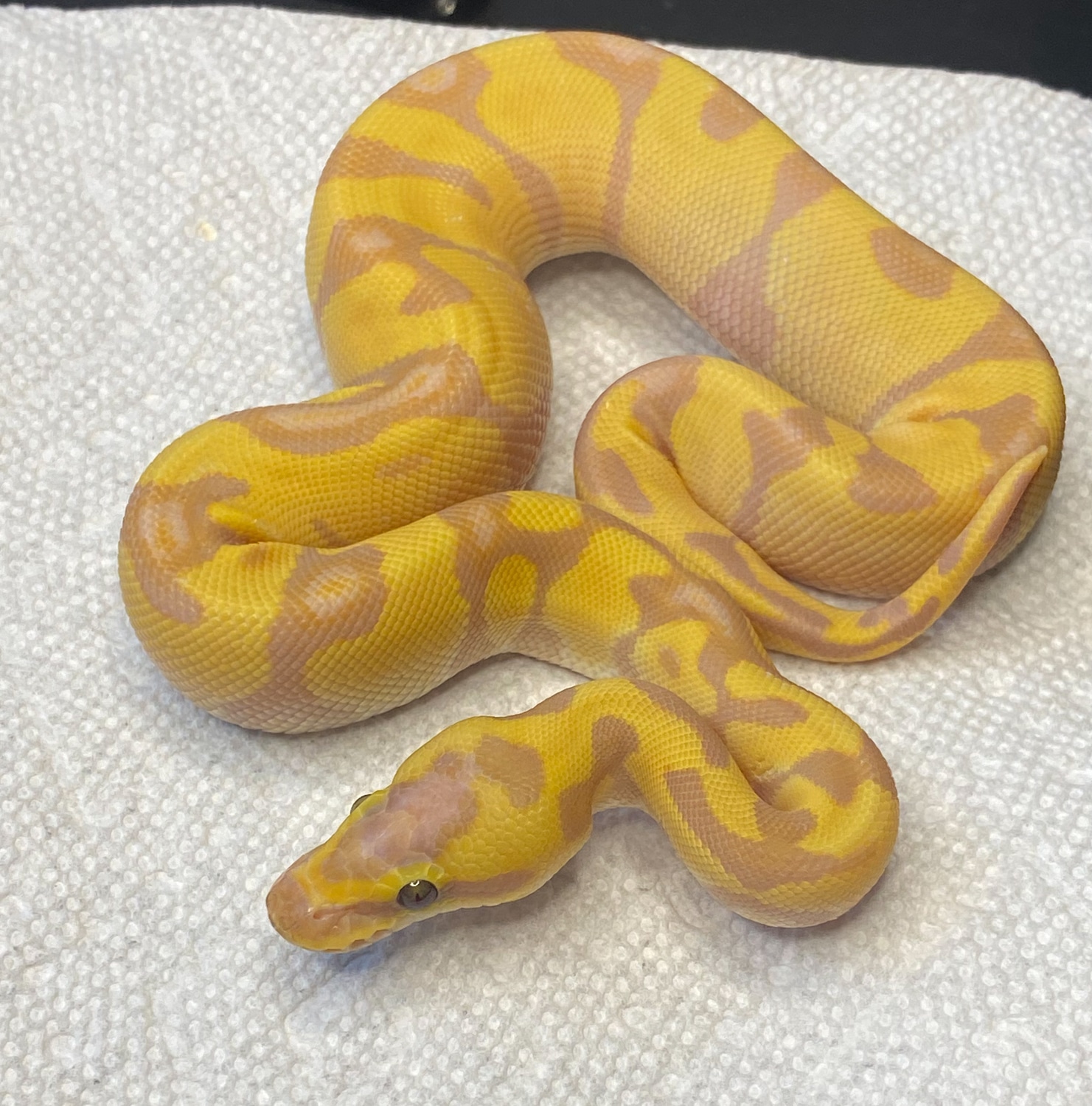 Super Enchi Banana Fire Yb/af Pos. Pastel Ball Python by Trm Exotics ...
