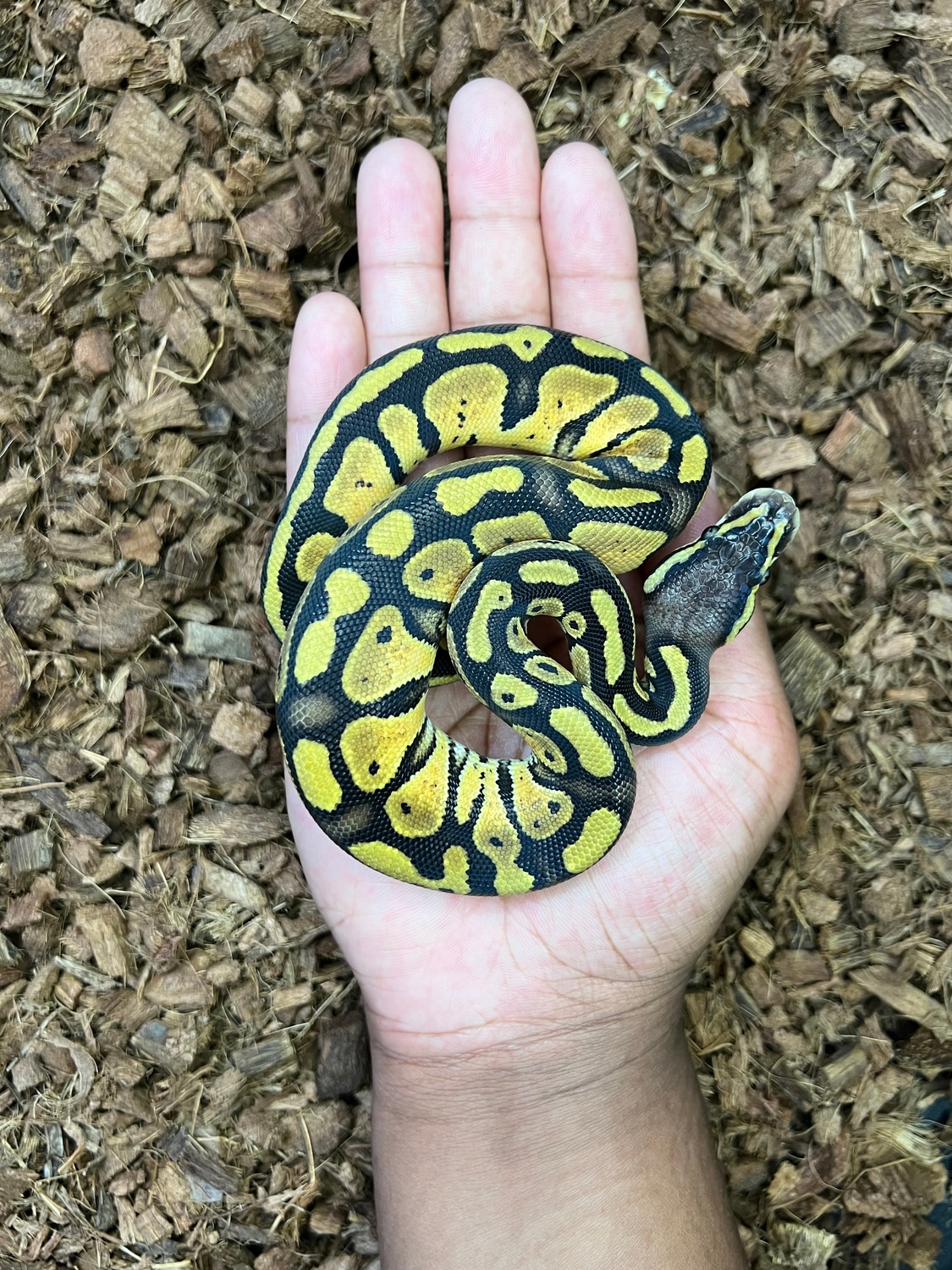 Pastel Het Hypo Pied Ball Python by Trm Exotics Llc - MorphMarket