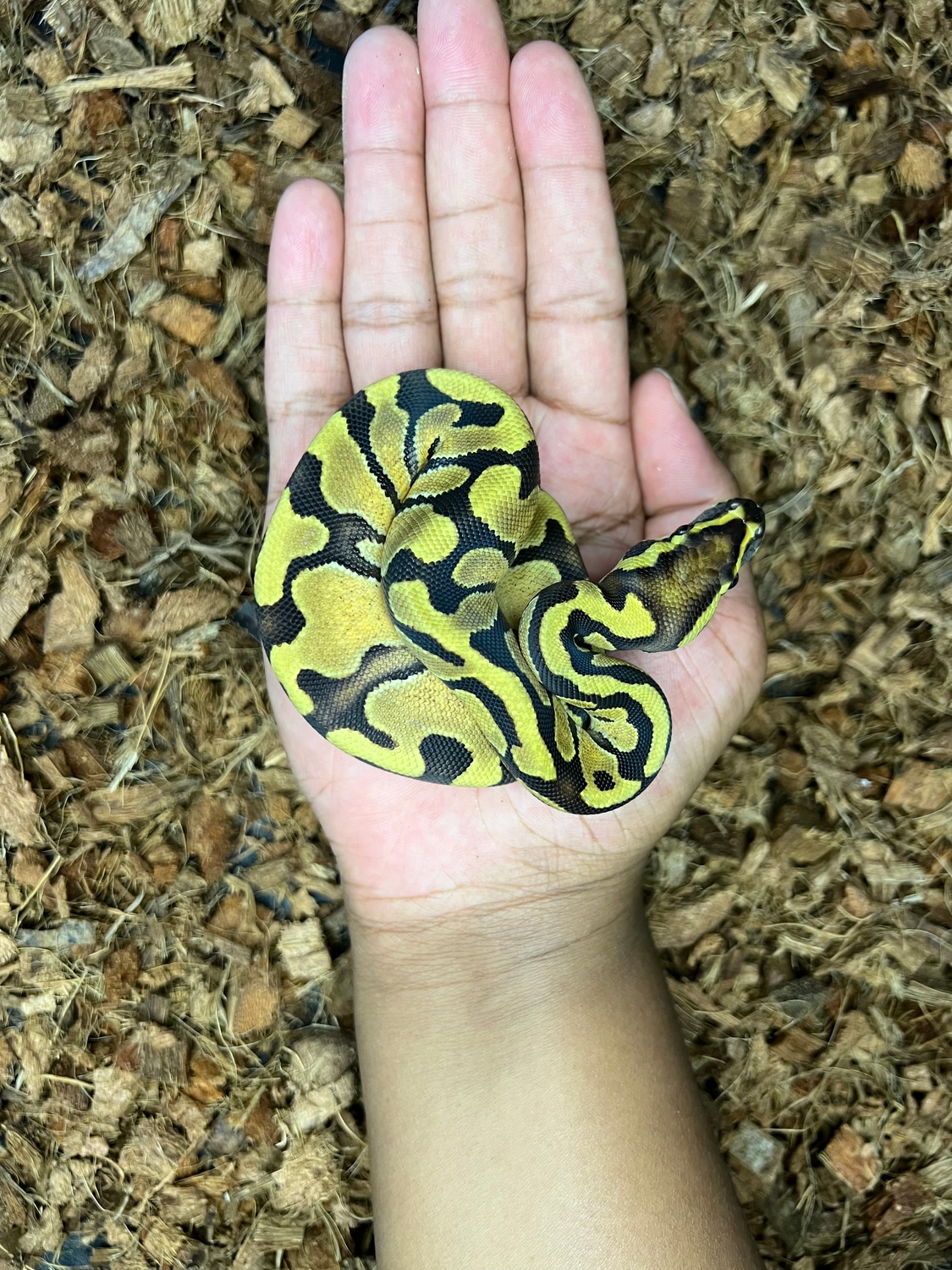 Enchi Yellow Belly POs Super Enchi Ball Python by Trm Exotics Llc ...
