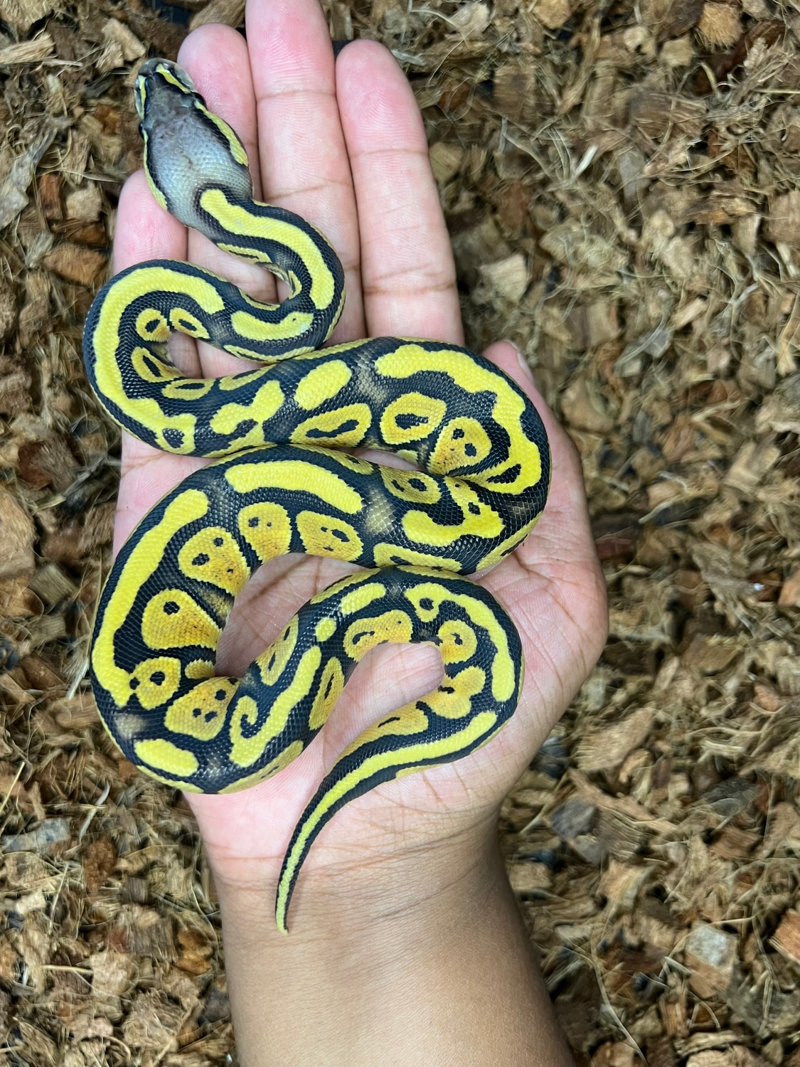 Pastel Hypo Het Pied Ball Python by Trm Exotics Llc - MorphMarket