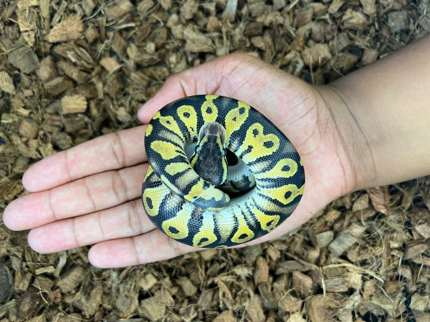 Black Head Pastel Het Clown Ball Python by Trm Exotics Llc - MorphMarket