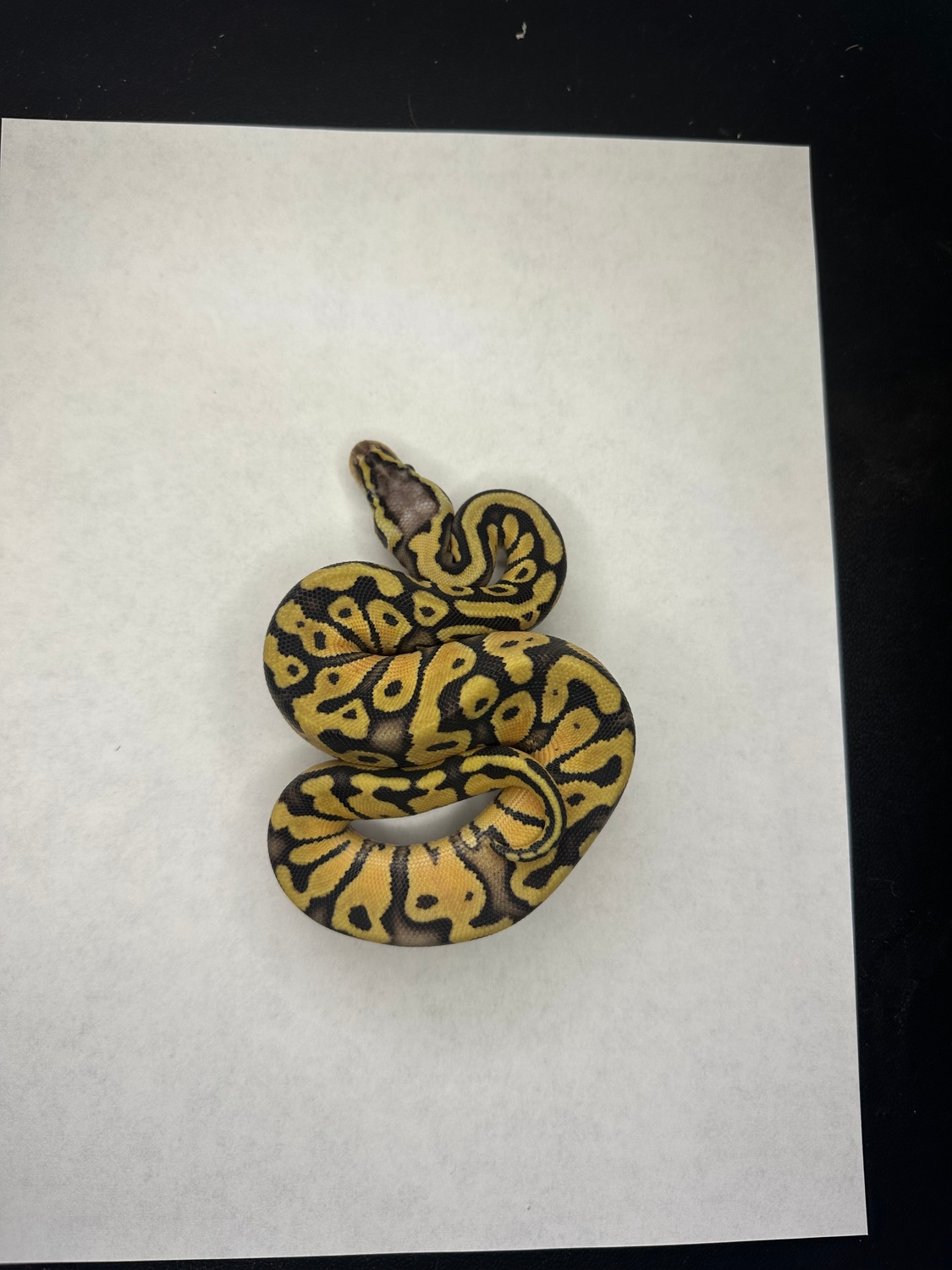 Super Pastel Het Clown Ball Python by Trm Exotics Llc - MorphMarket