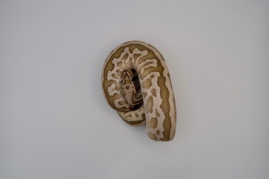 Fire Lesser Leopard Spot Nose Het Clown Ball Python by Trm Exotics Llc