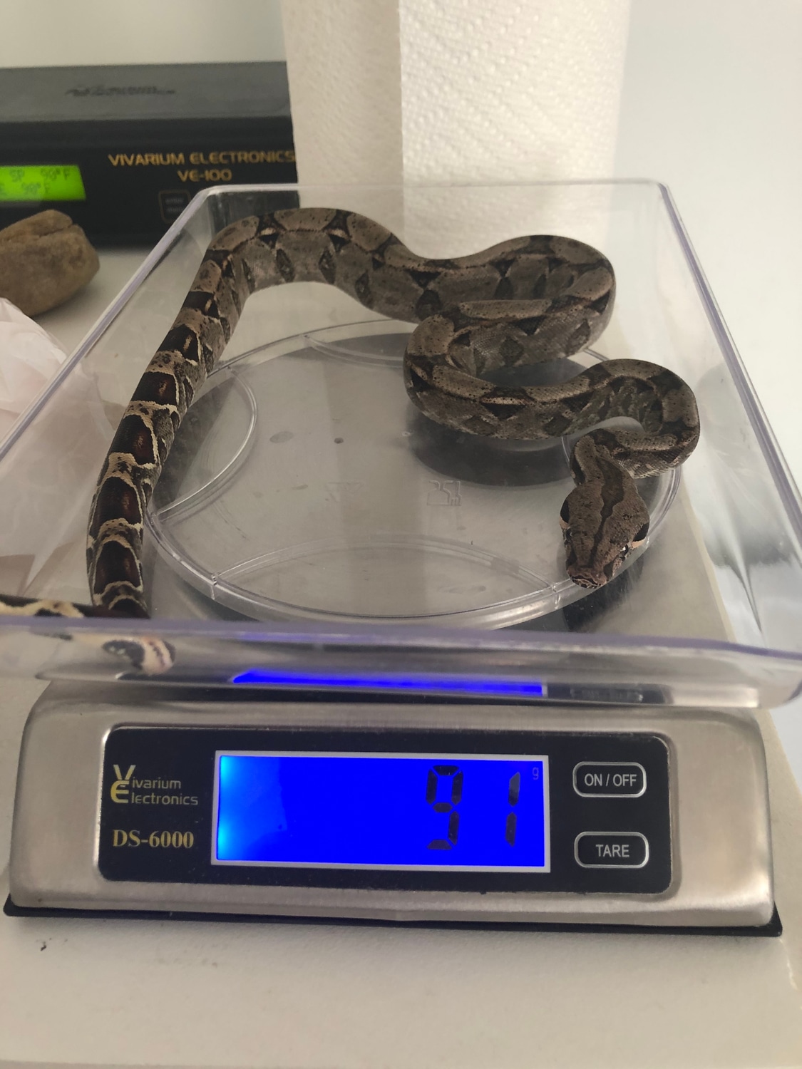 Normal Boa Boa Constrictor by The Royal Nest Reptiles - MorphMarket