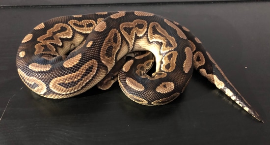 Cinnamon Ball Python by The Royal Nest Reptiles