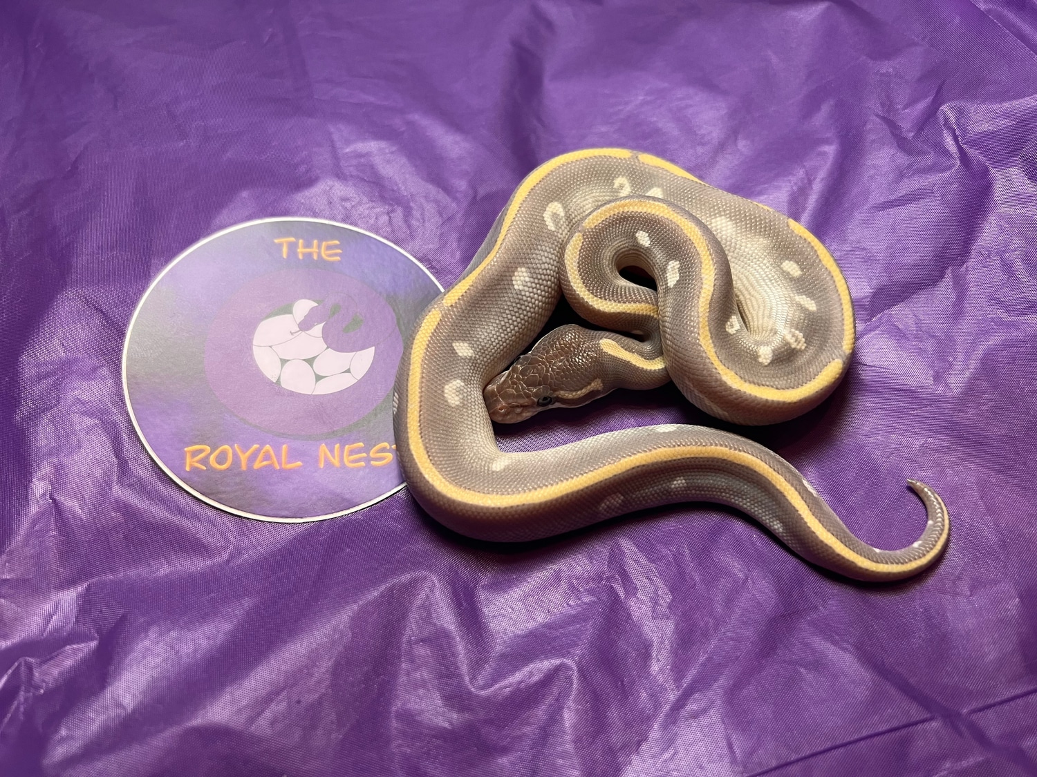 Mystic Potion Ball Python by The Royal Nest Reptiles - MorphMarket