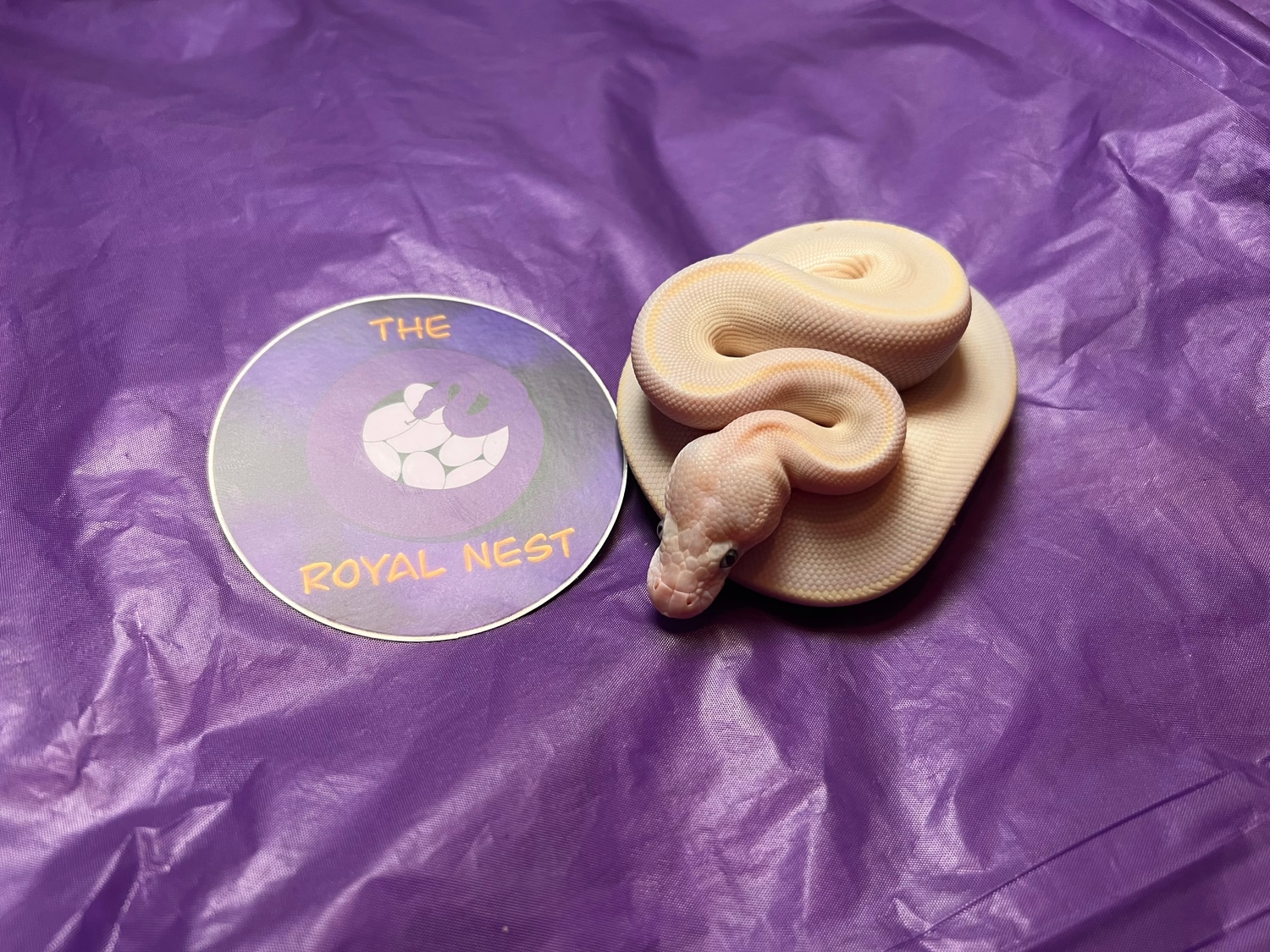 Pastel Mystic Potion Ball Python by The Royal Nest Reptiles - MorphMarket
