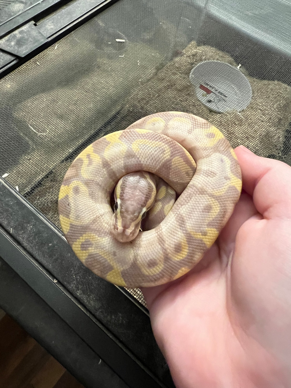Banana Pastel Ball Python by The Royal Nest Reptiles - MorphMarket