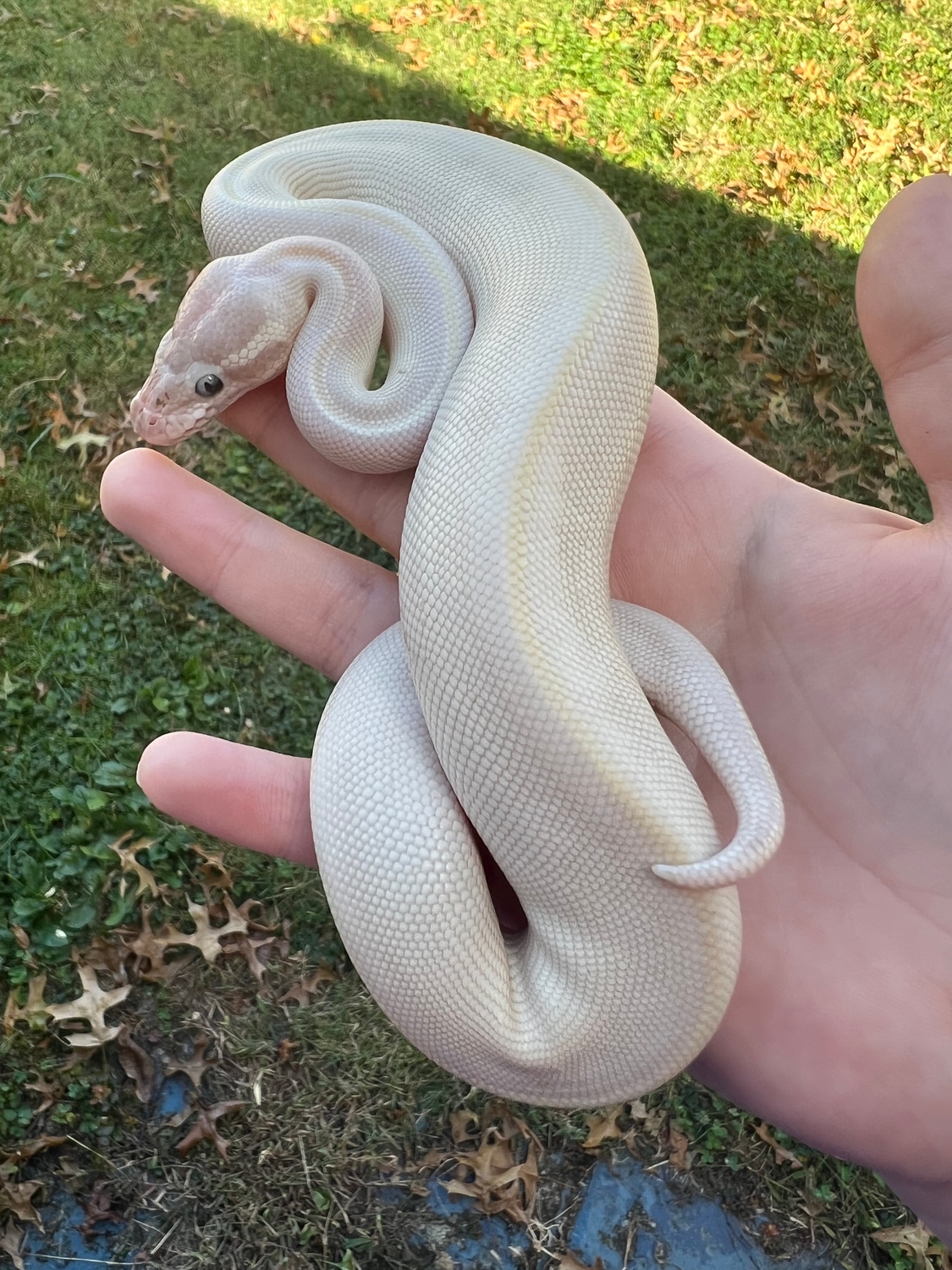 Pastel Mystic Potion Ball Python by The Royal Nest Reptiles - MorphMarket