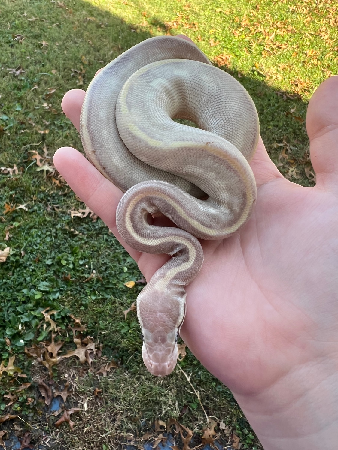 Pastel Mystic Potion Ball Python by The Royal Nest Reptiles - MorphMarket