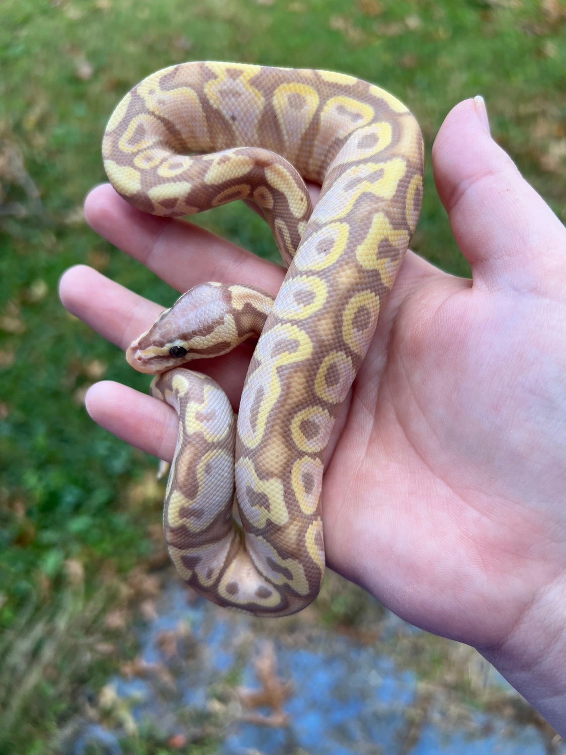 Pastel Banana Yellowbelly Ball Python by The Royal Nest Reptiles ...