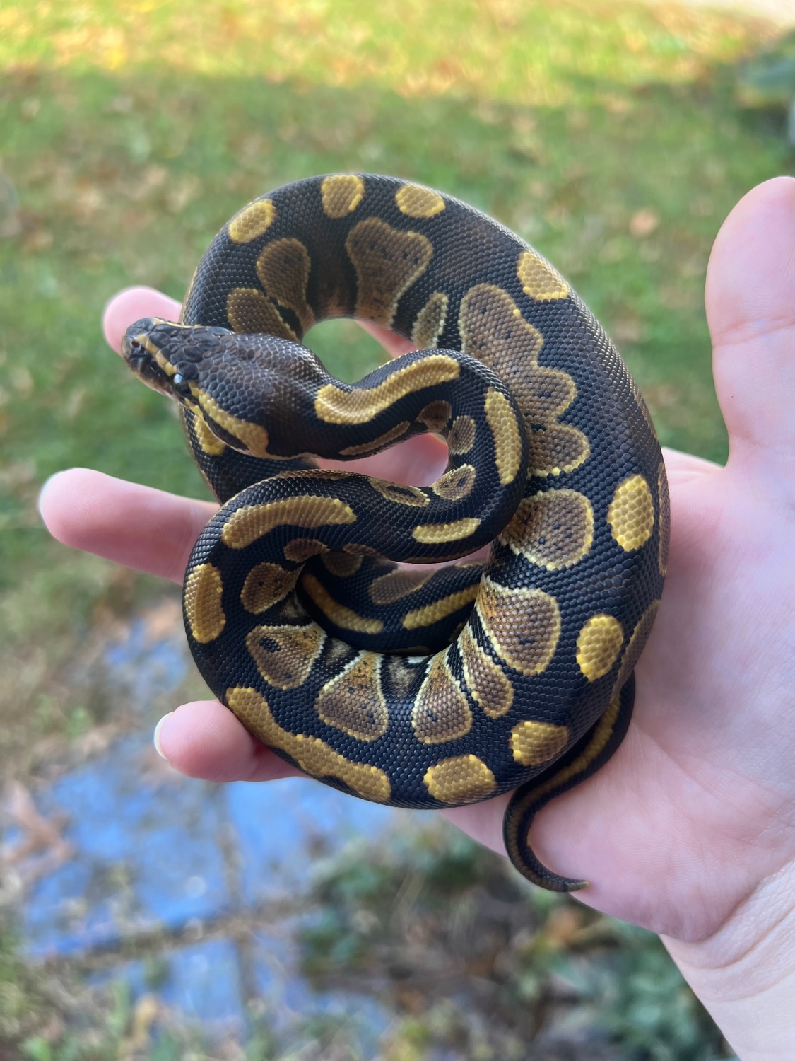100% Het Axanthic (VPI) Ball Python by The Royal Nest Reptiles ...