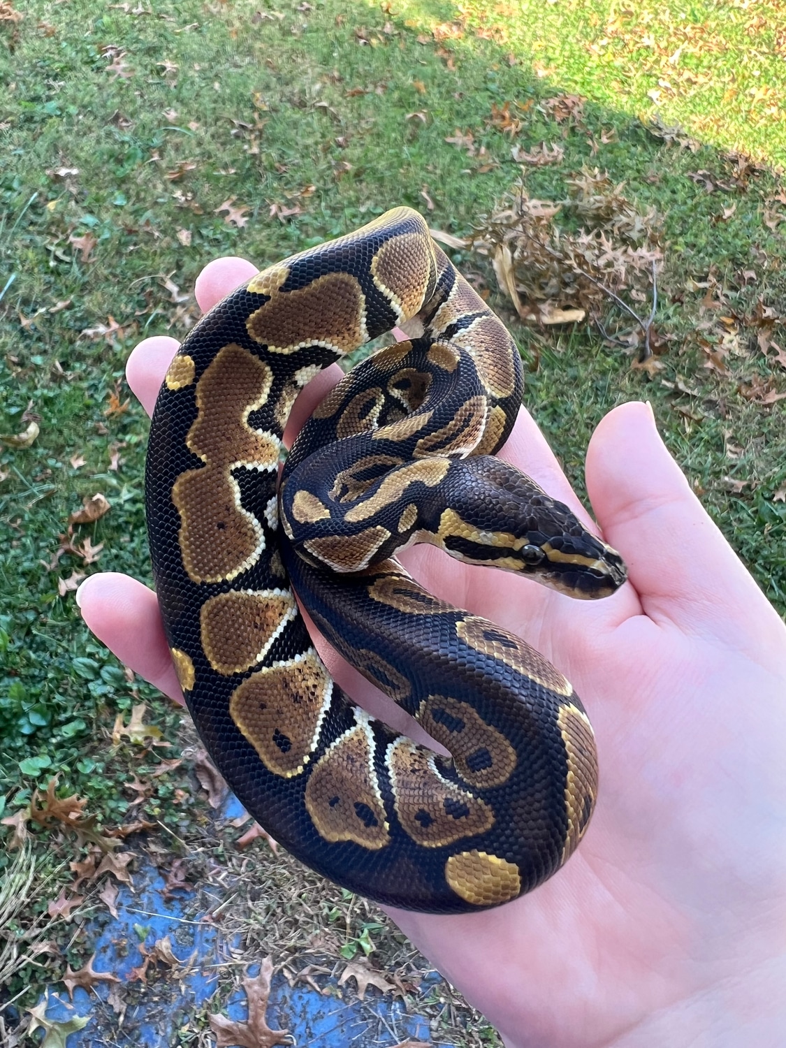 100% Het Axanthic (VPI) Ball Python by The Royal Nest Reptiles ...